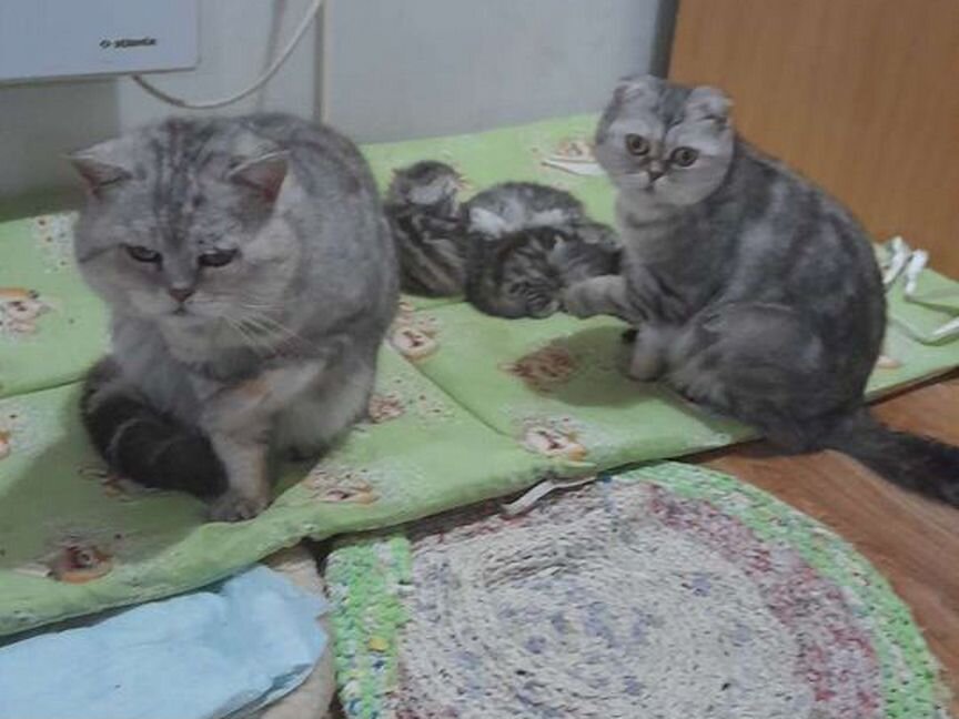 Котёнок-девочка-скоттиш фолд