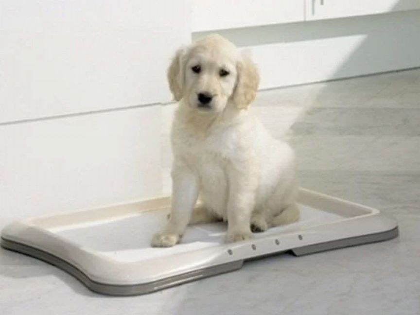 Лоток puppy trainer, игрушки Gigwi
