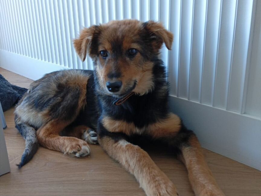 Нашли щенка, девочка 5 мес, в добрые руки