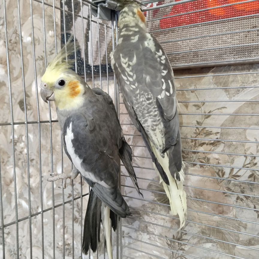 Попугаи Корелла с клеткой