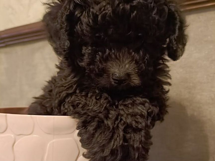 Щенки той пуделя