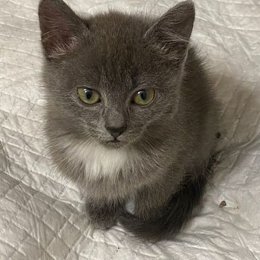 Котята в добрые руки бесплатно