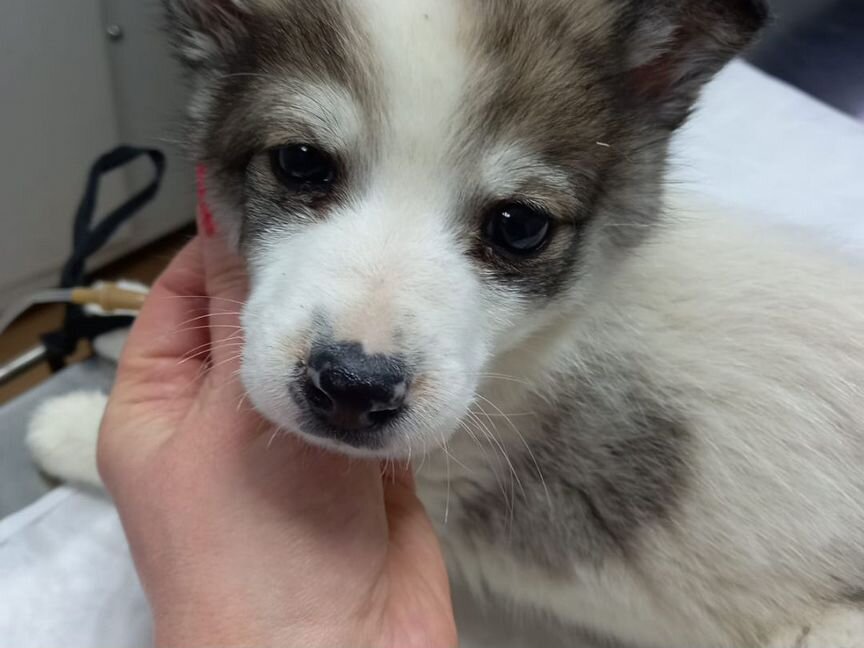 Ирма, щенок девочка