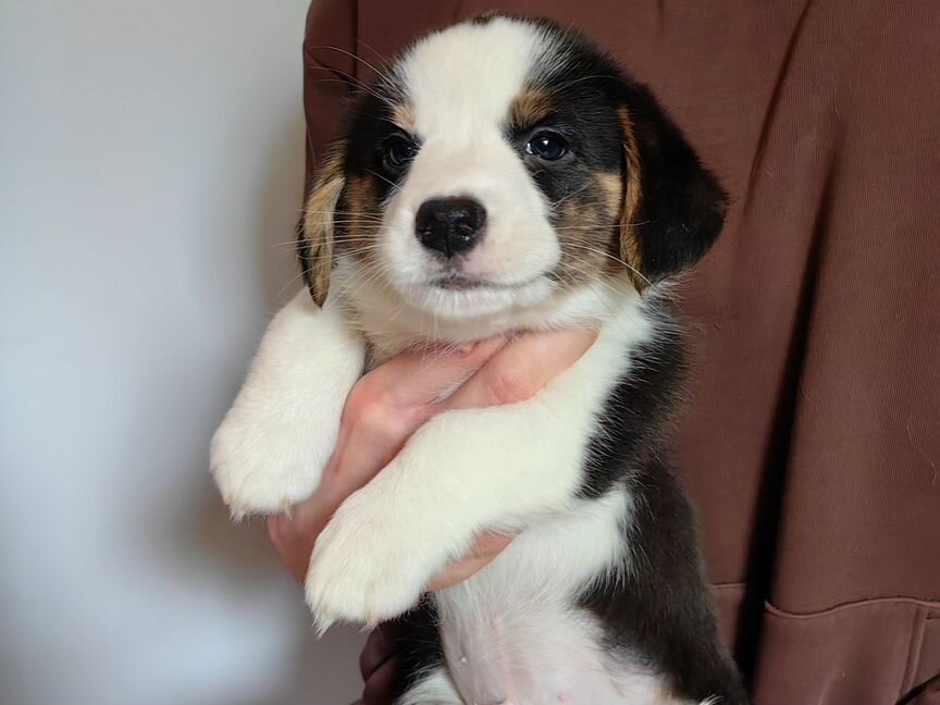 Вельш-корги кардиган щенок мальчик