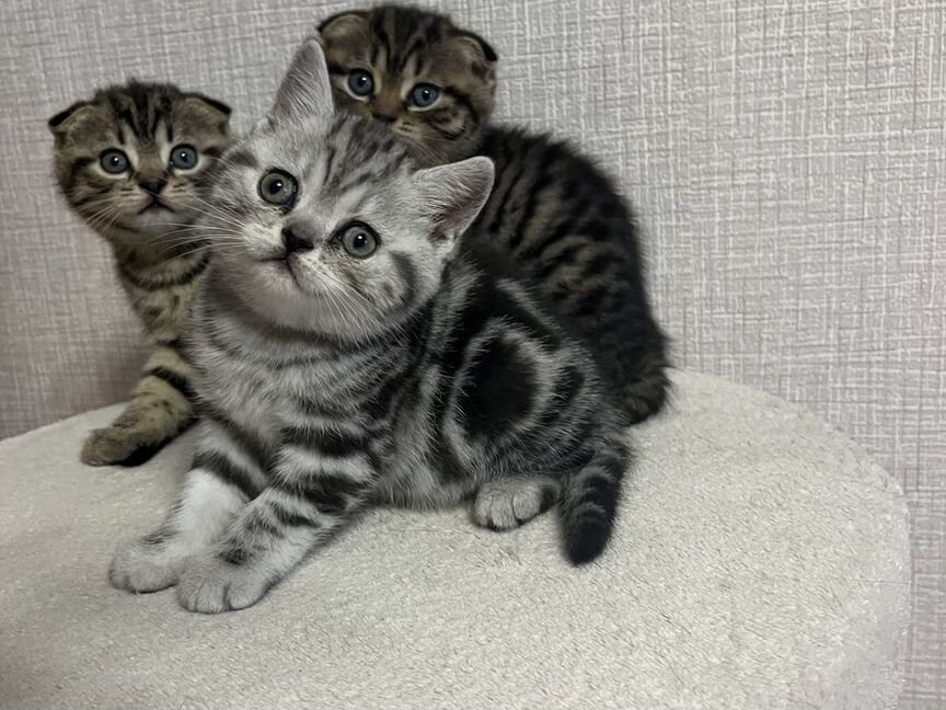 Веслоухие шотландские котята