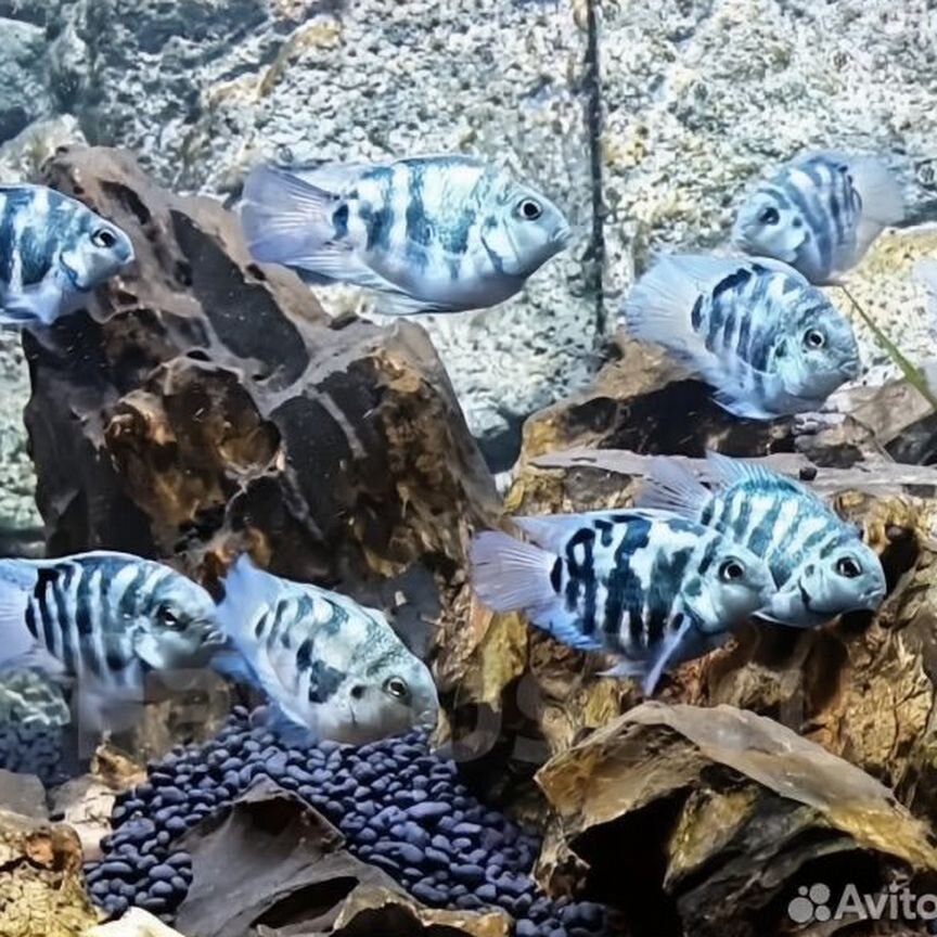 Сапфировый попугай