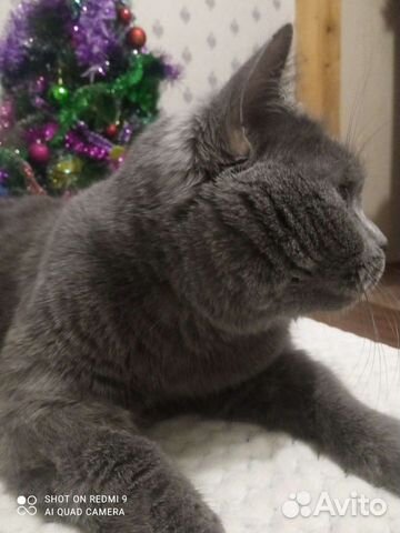 Шатланский кот
