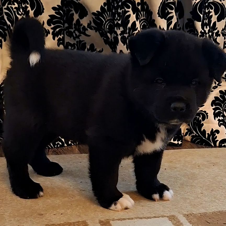 Американская акита, щенок