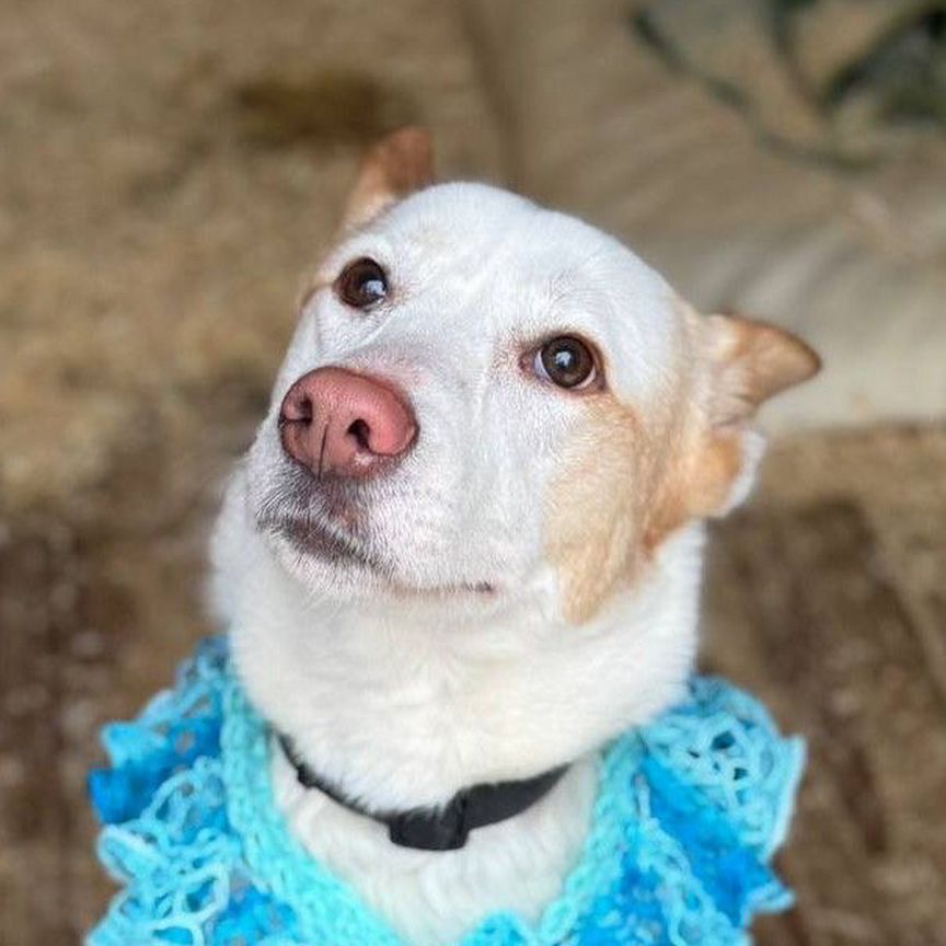 Взрослая собака в добрые руки