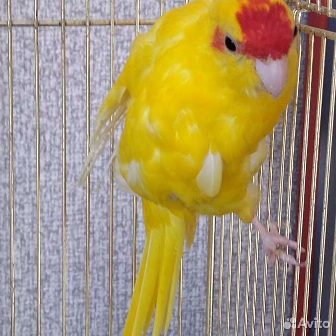 Новозеландский горный прыгающий попугай