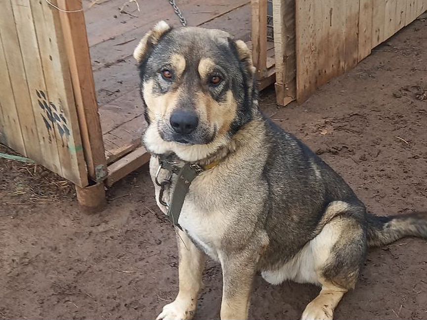 Собака в добрые руки отдам бесплатно