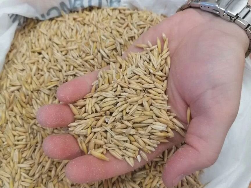 Кормовая пшеница, Фуражная пшеница на корм