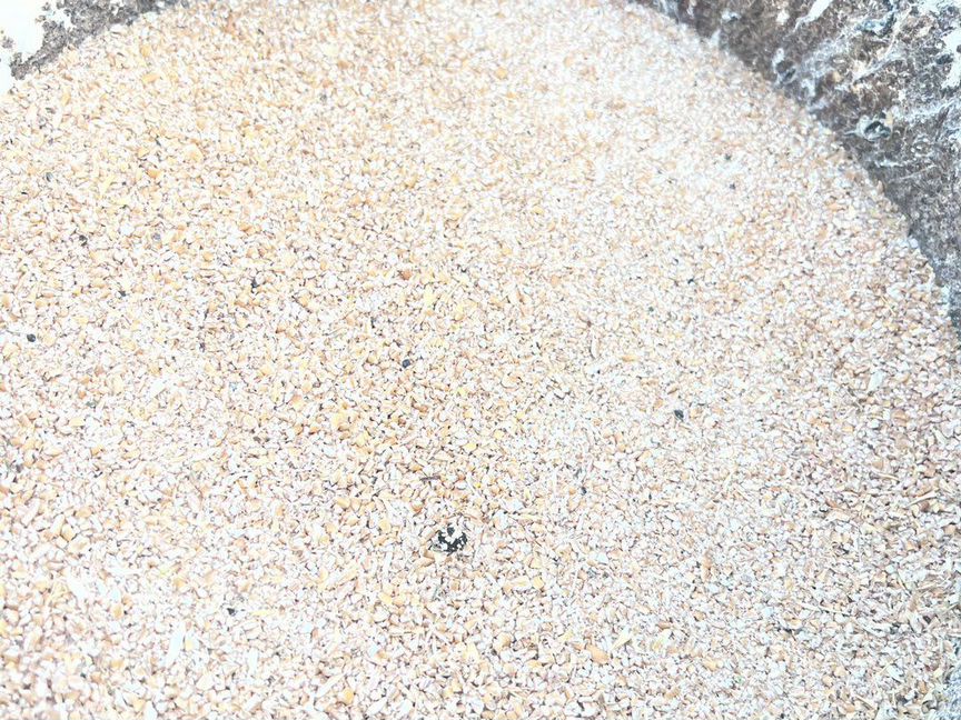 Пщеничный дробленка