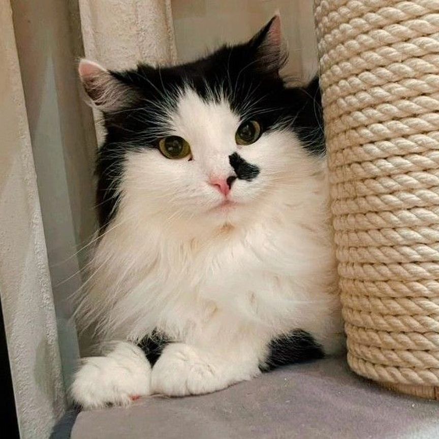 Дадуня ищет семью