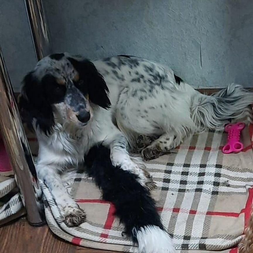 Спаниель девочка, аллергия у ребёнка