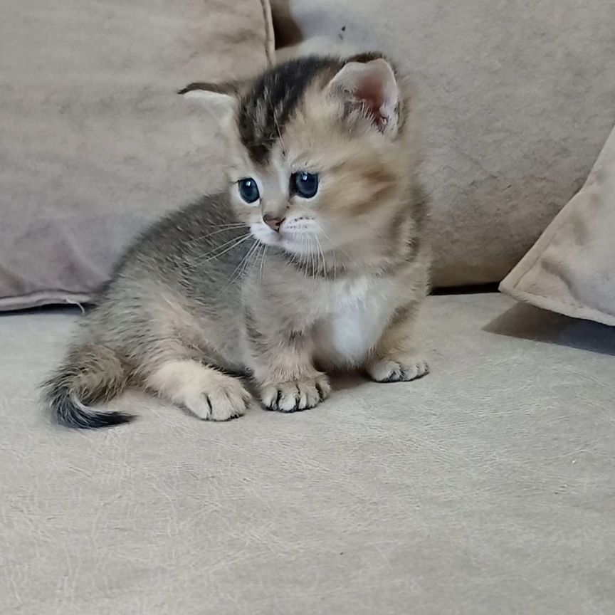 Коротколапые котятки