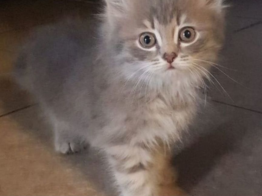Котенок в добрые руки
