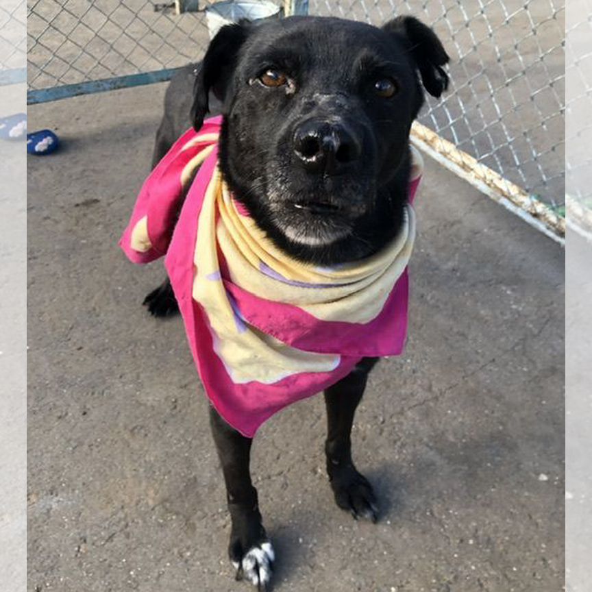 У песика Тобика мощный драматический талант