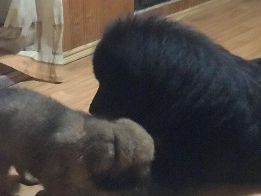 Тибетский мастиф щенки