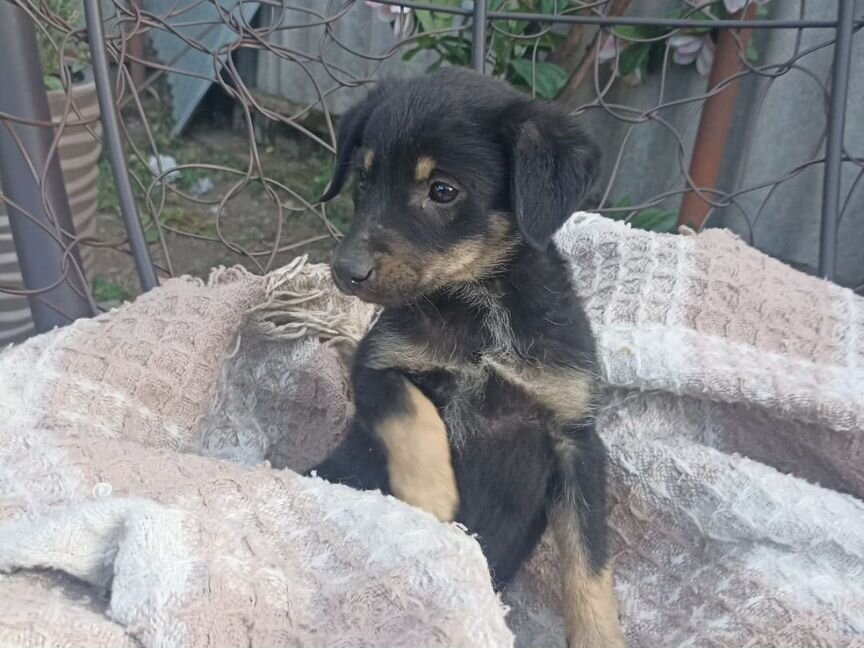 Мальчик 2 месяца вырастет небольшой