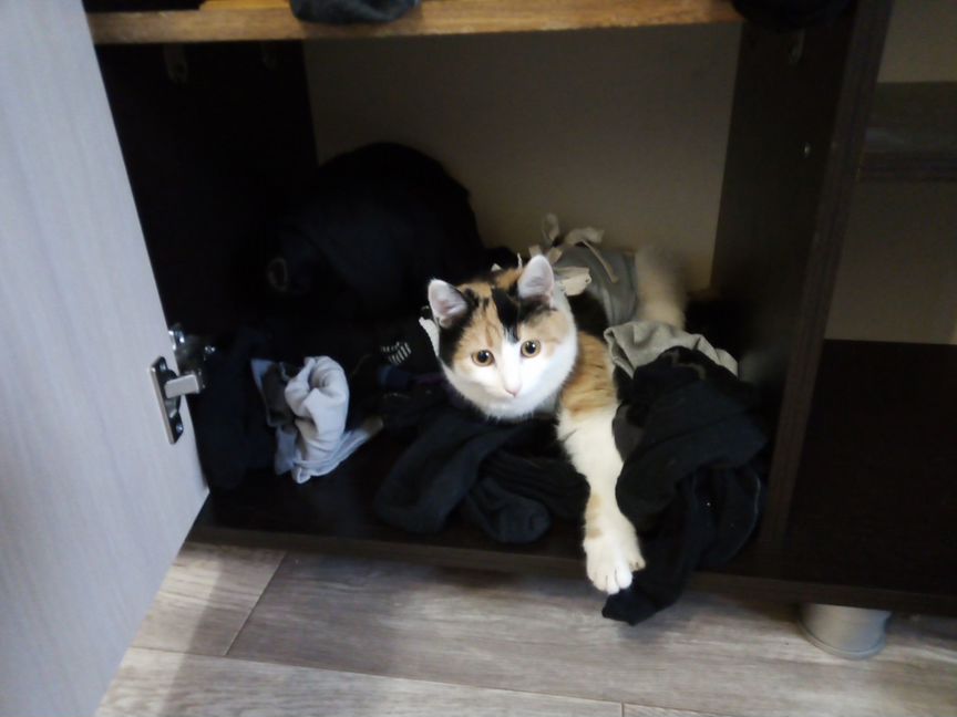 Пристраиваю кошек