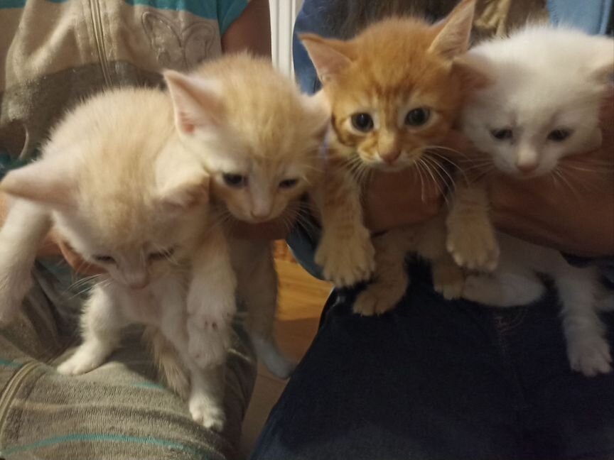 Котята в добрые руки: 3 кота 1 кошечка