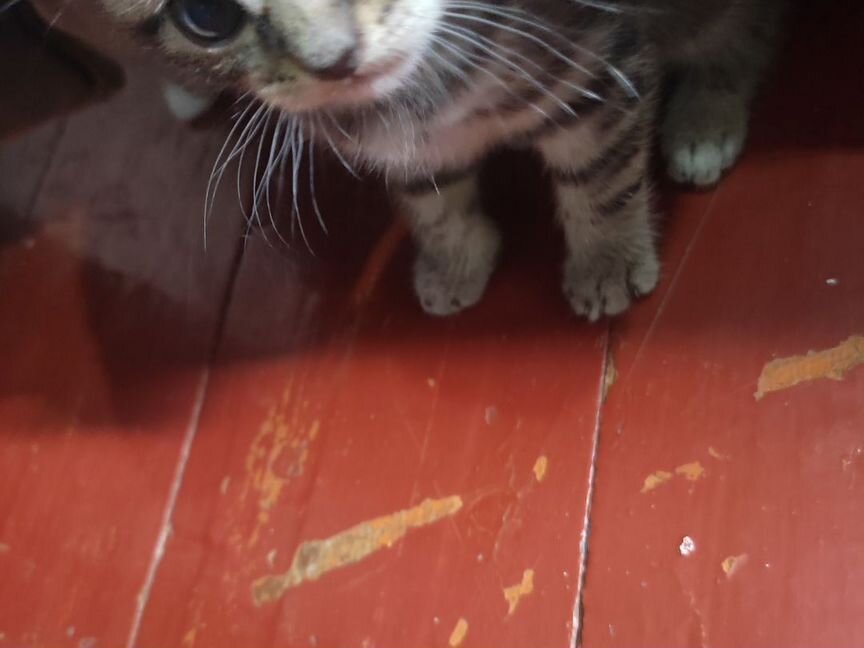 Продаю котят