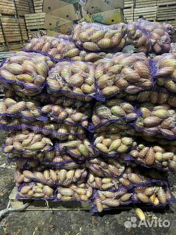 Продам лук шалот купить в Казани | Товары для дома и дачи | Авито