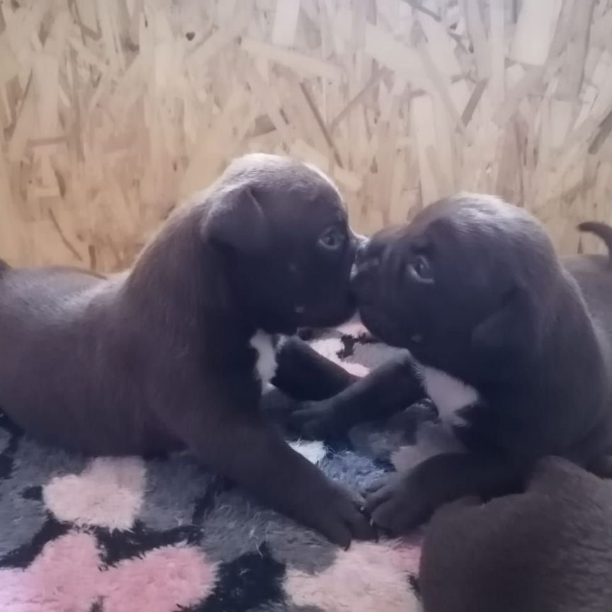 Американский булли покет щенки