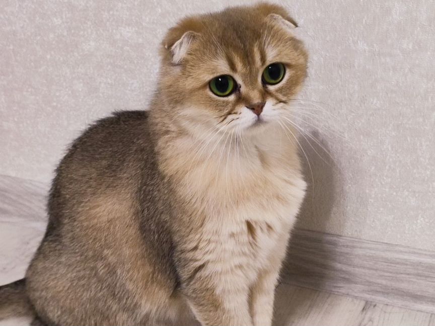 Шотландская