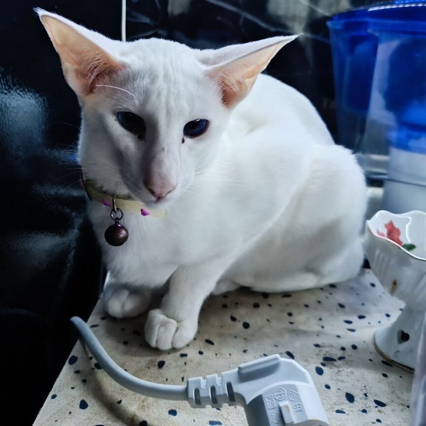 Ориентальный котёнок