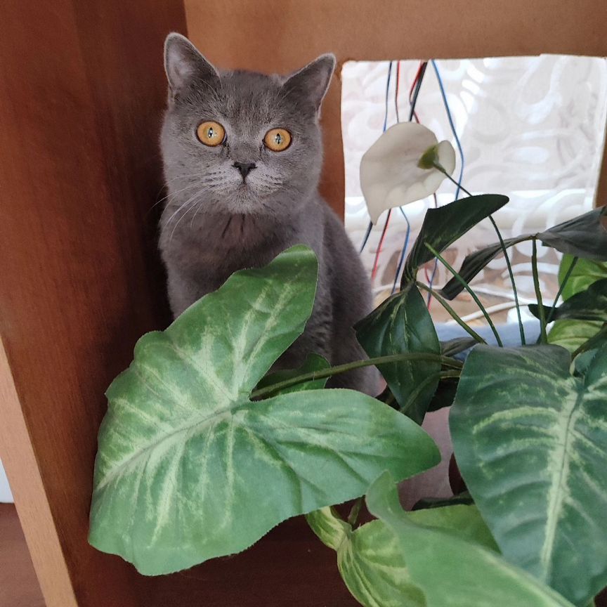 Кошечка