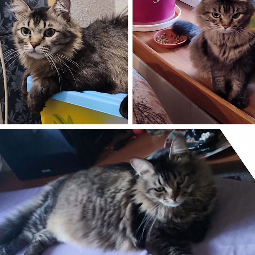 Сибирский кот, взрослый