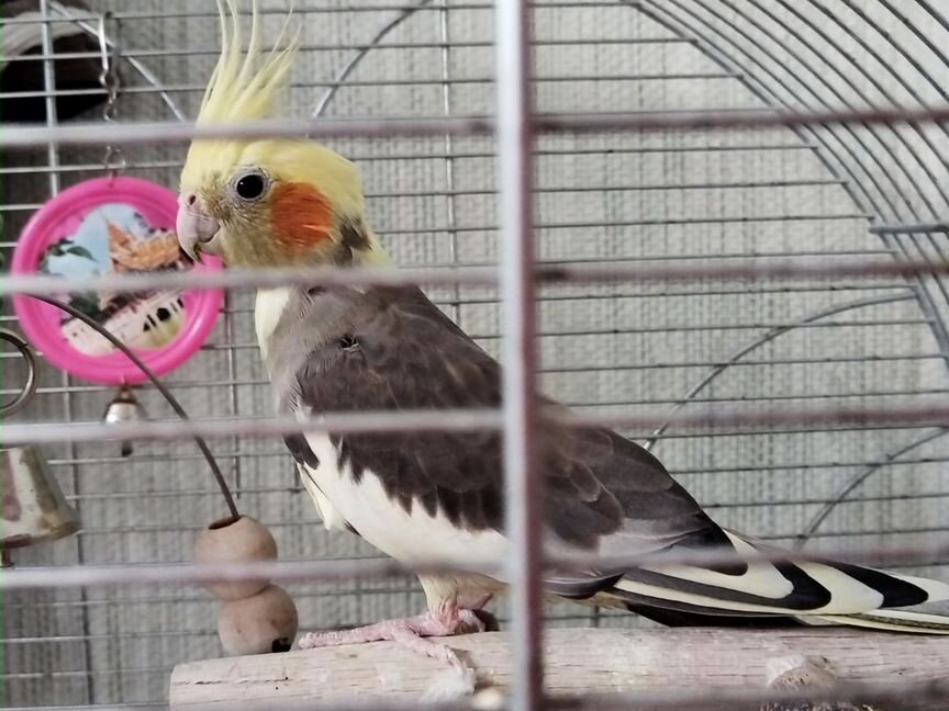 Попугай корелла с клеткой, корм