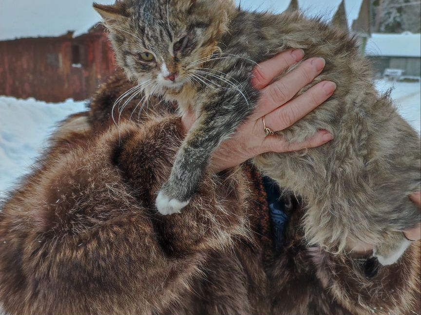 Котята дворовые пушистые