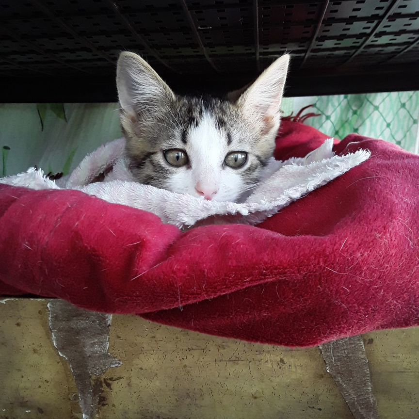 Отдам котёнка или с мамой кошкой
