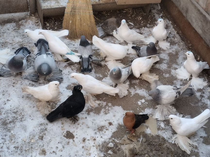 Северокавказкие голуби