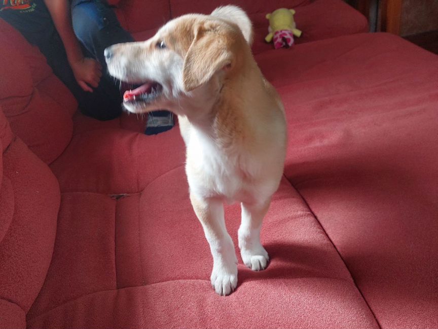 Щенок Западно-сибирской лайки 3 месяца