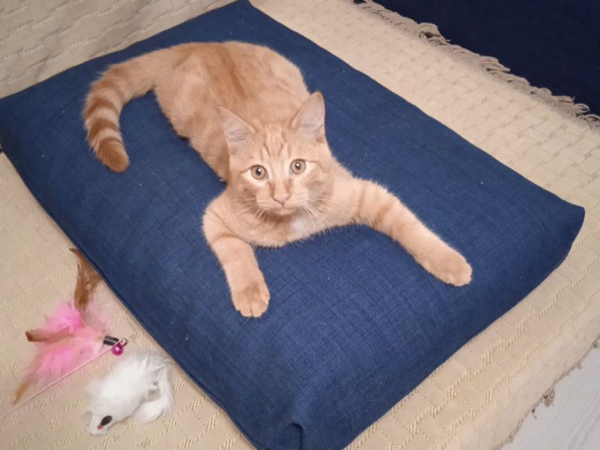 Шустрый котенок в добрые руки