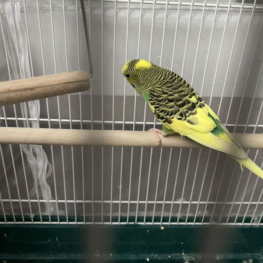 Волнистый попугай