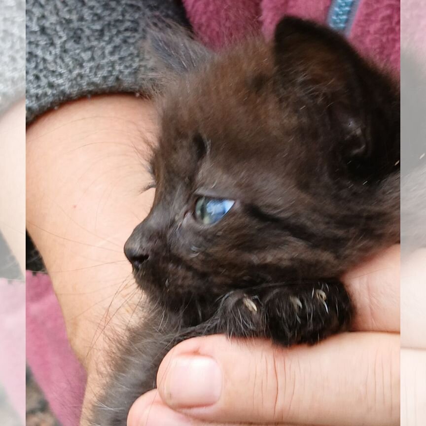 Коричневые котята-медвежата, 1,5 месяца