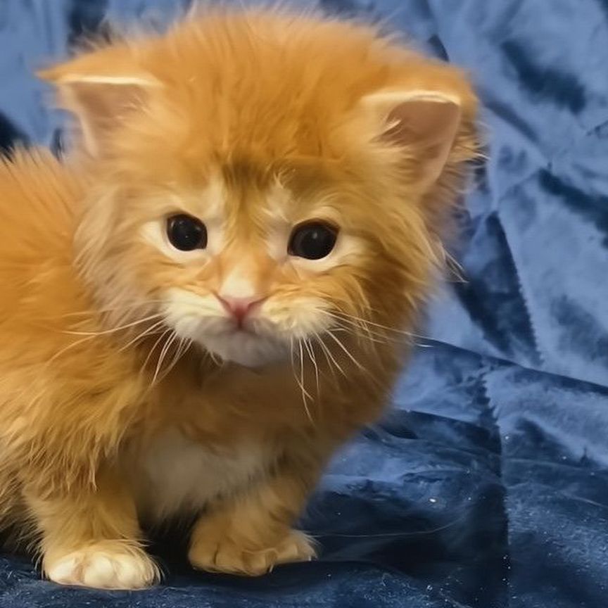 Мейн-кун котёнок