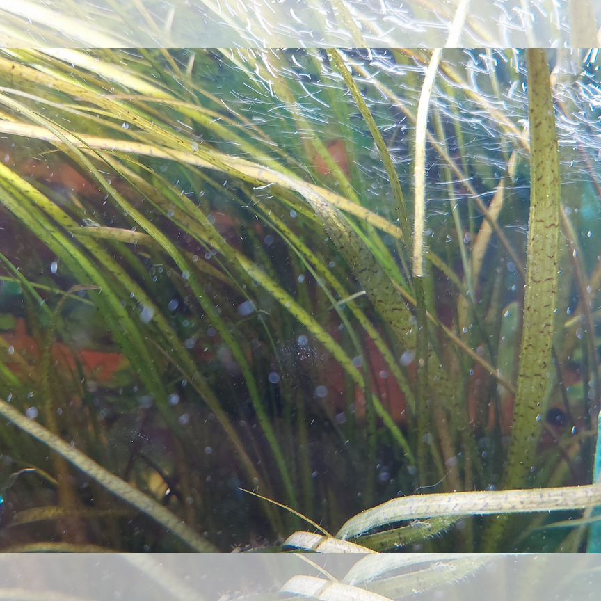 Валлиснерия тигровая