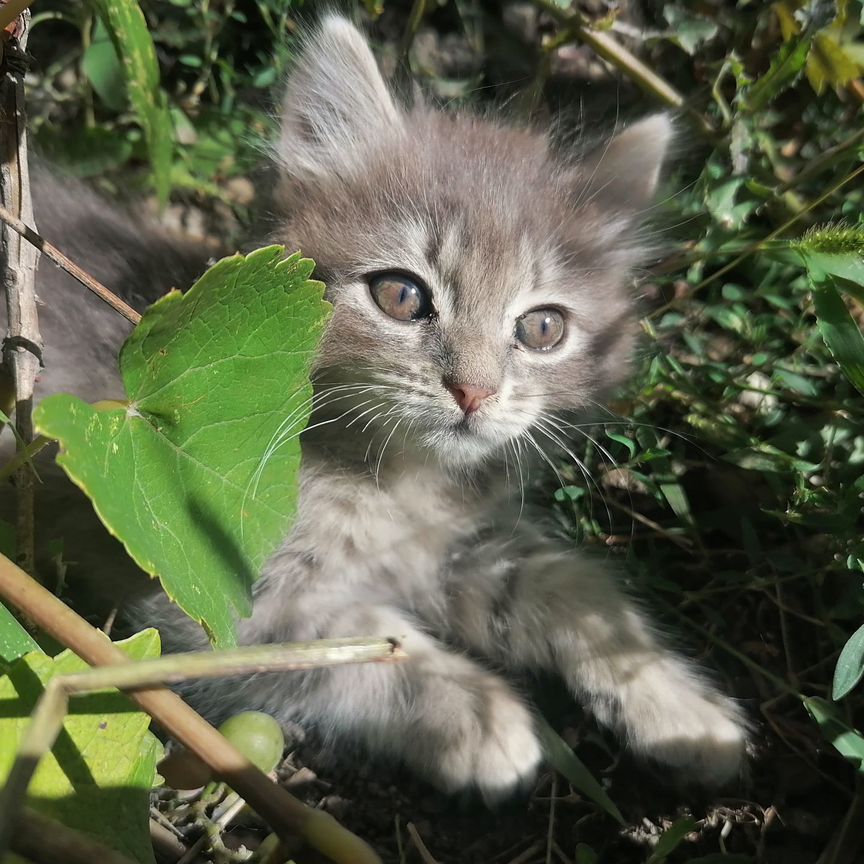 Котята в добрые руки