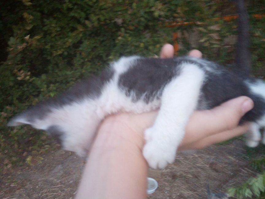 Котята в добрые руки бесплатно