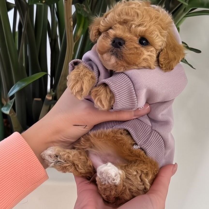 Мальтипу, щенок