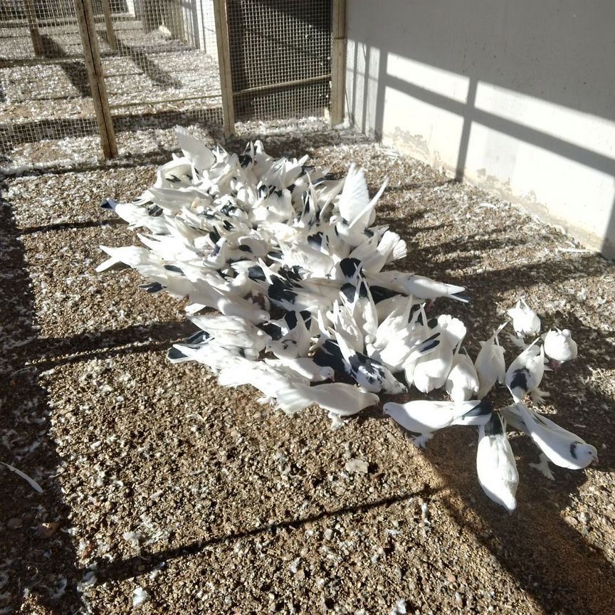 Бакинские голуби