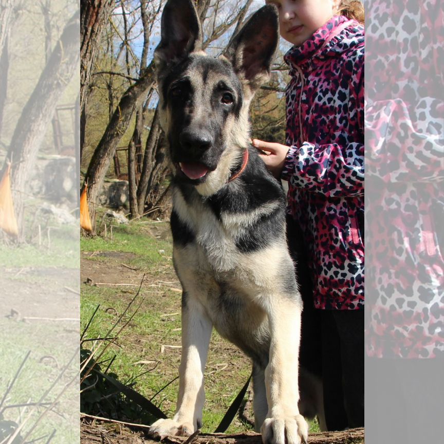 Восточноевропейская овчарка, щенок