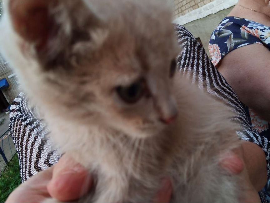 Котëнок в добрые руки. Зовут Дымок