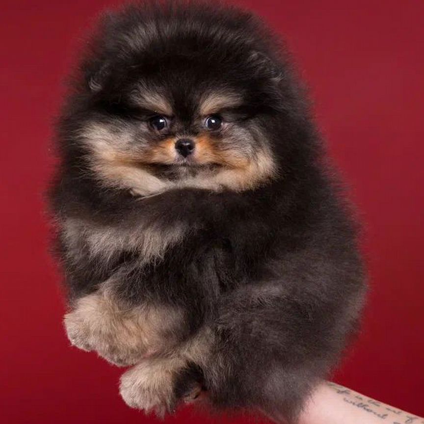 Померанский шпиц, щенок